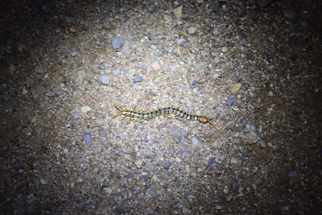 Common Desert Centipede from Tucson, AZ, US on August 16, 2022 at 08:02 ...