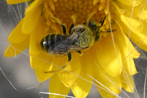 Colorado Calliopsis Bee (Calliopsis coloradensis) · iNaturalist United ...