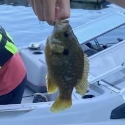 Greengill Sunfish from First Silver Lake, Battle Lake, MN, US on August ...