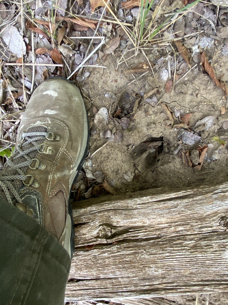 White-tailed Deer from Dinosaur Valley State Park, Somervell, Texas ...
