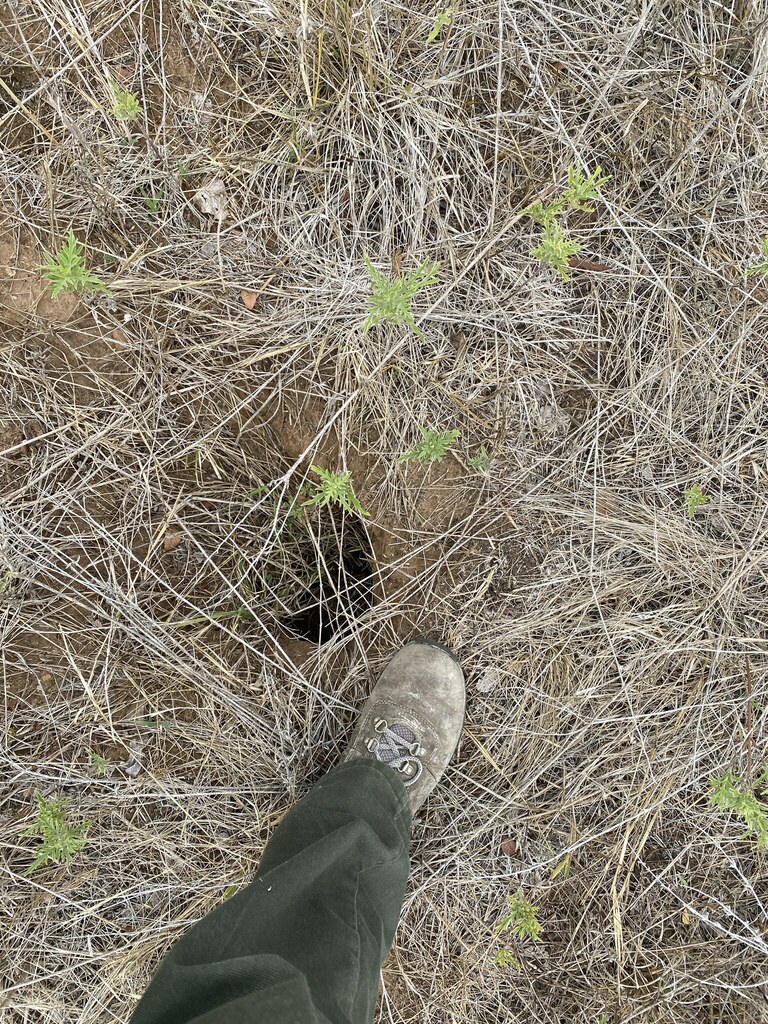 Mammals from Somervell County, TX, USA on August 21, 2022 at 02:07 PM ...