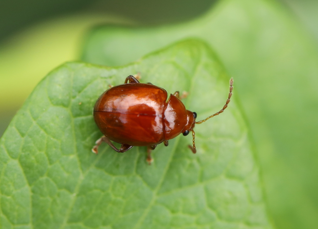 Sphaeroderma from Oudalle, France on August 22, 2022 at 05:36 PM by ...