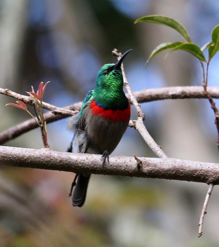 Fynbos Southern Double-Collared Sunbird from Garden Route Botanical ...