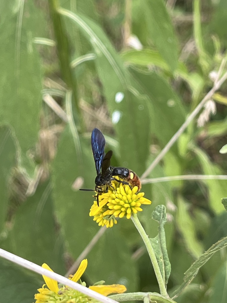 Blue-winged Scoliid Wasp from Algonkian Regional Park, Sterling, VA, US ...