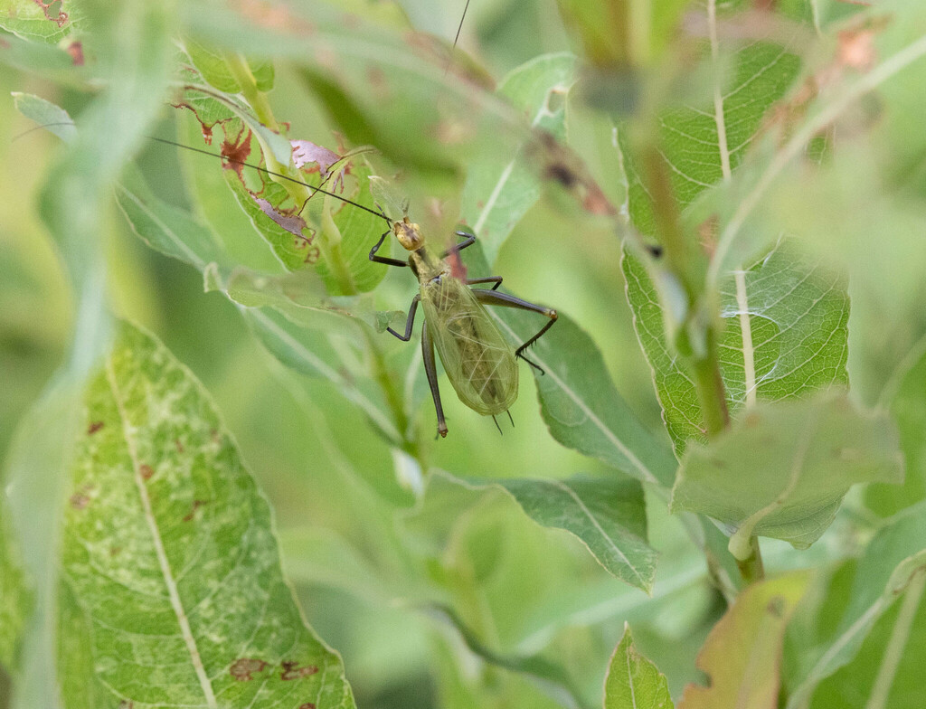 Black-horned Tree Cricket from North Pawlet, VT on August 21, 2022 at ...