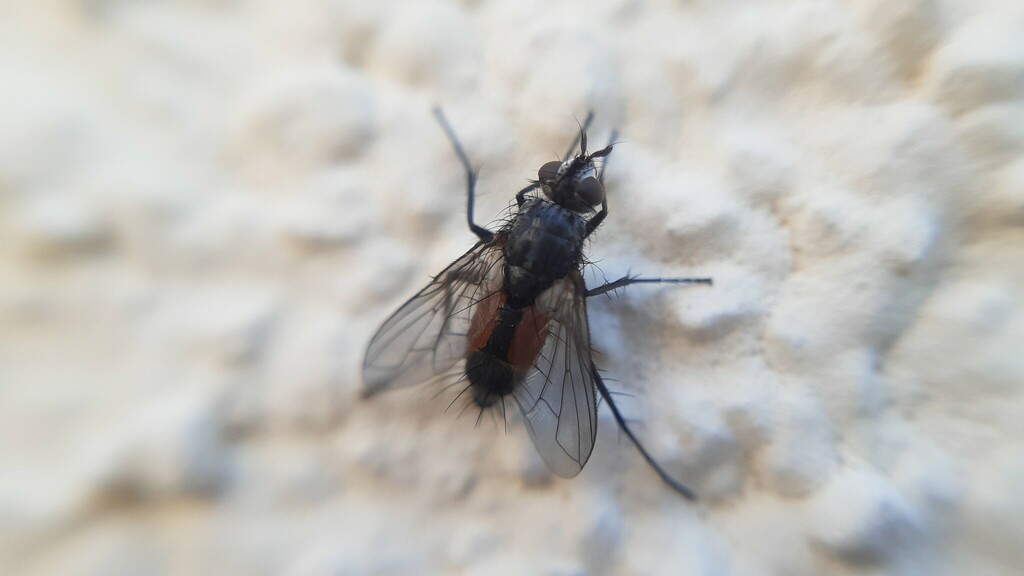 Red Spotted Parasite Fly from 43100 Kütahya Merkez/Kütahya, Turkey on ...
