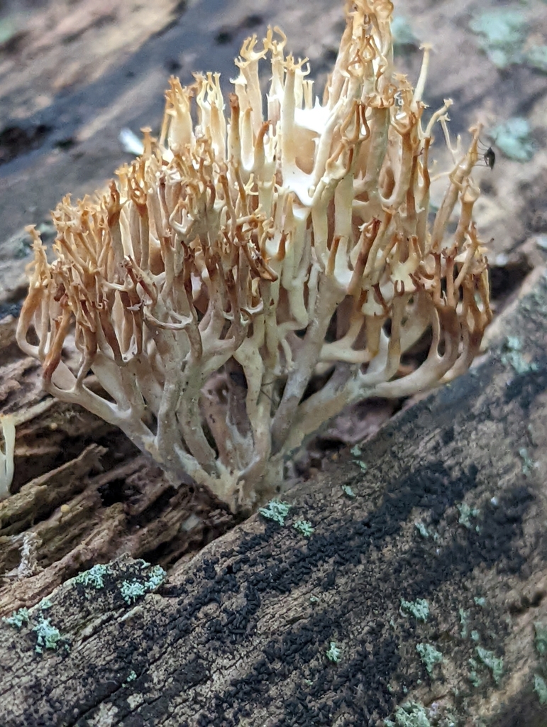 crown-tipped coral fungus from Brillion, WI, USA on August 19, 2022 at ...