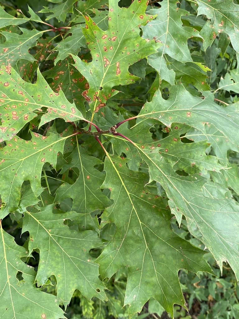 northern red oak from 98 Ontario St S, Grand Bend, ON N0M 1T0, Canada ...