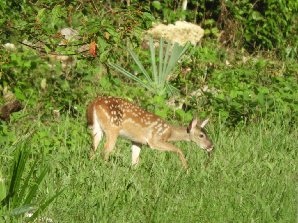 White-tailed Deer from Cozumel, Q.R., México on August 12, 2022 at 05: ...