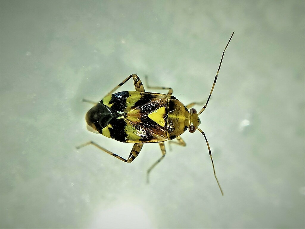 Three Spotted Nettle Bug from Λέχαιο 200 11, Ελλάδα on July 21, 2022 at ...