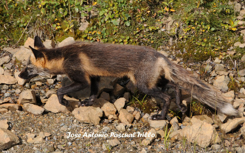 North Alaskan Red Fox (Subspecies Vulpes vulpes alascensis ...