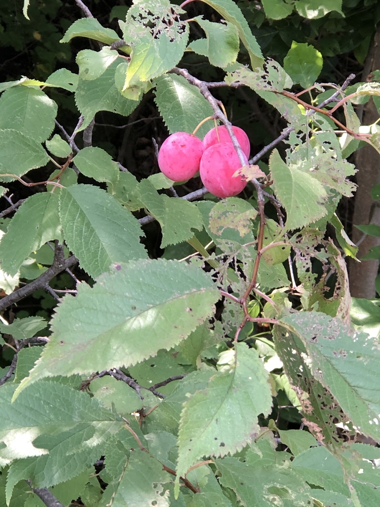American plum from Dakota Rail Trail, Waconia, MN, US on August 22 ...