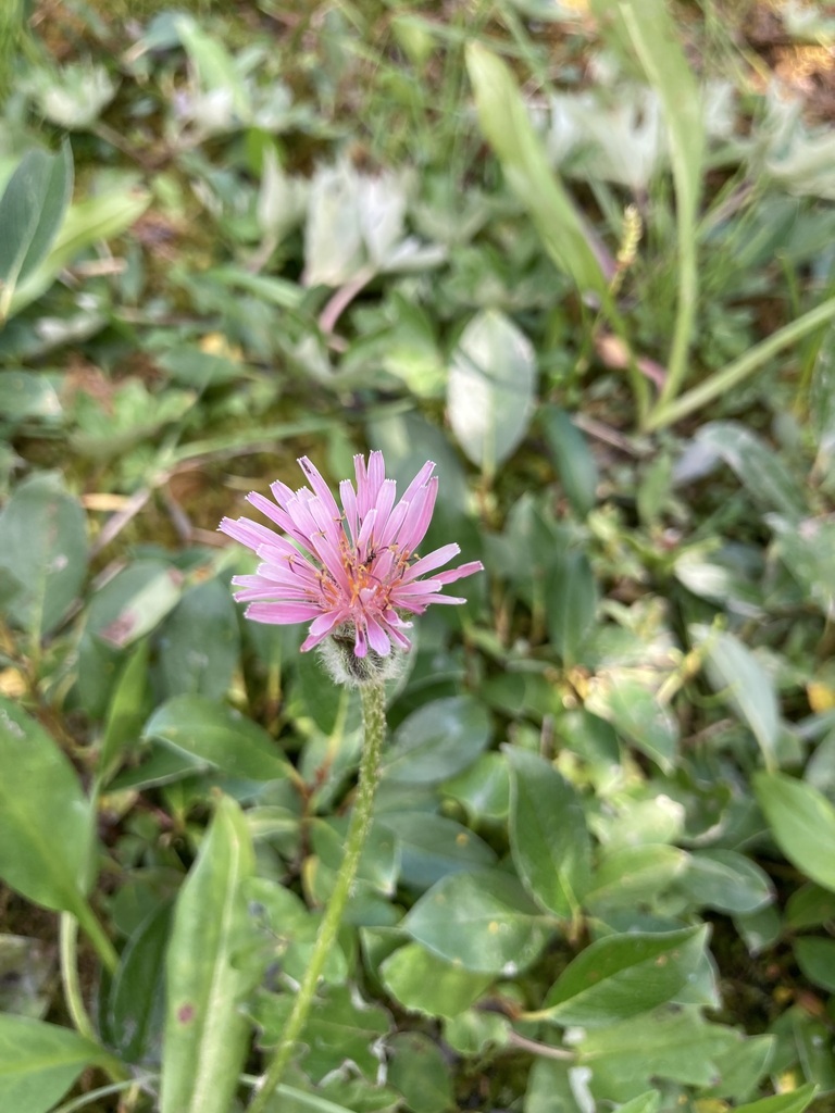 pink agoseris from Improvement District No. 9, AB T0L, Canada on August ...
