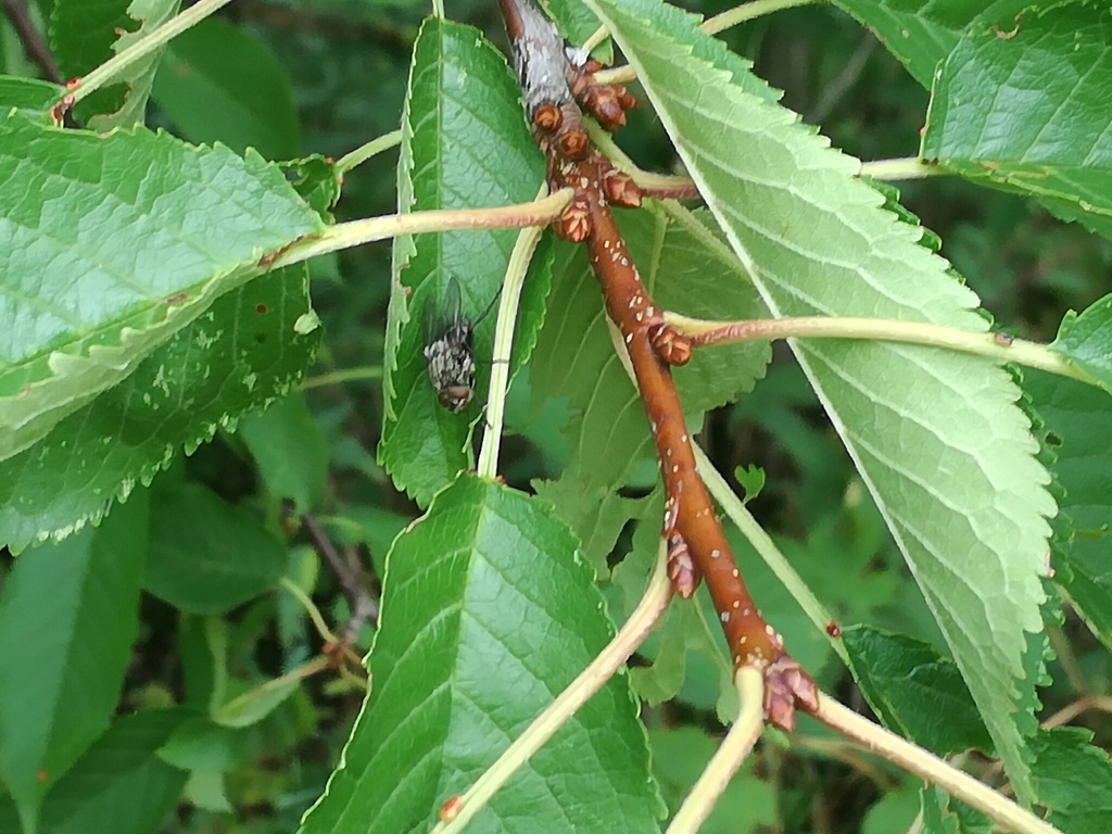 Calyptrate Flies from 793 44 Horní Město, Česko on August 22, 2022 at ...