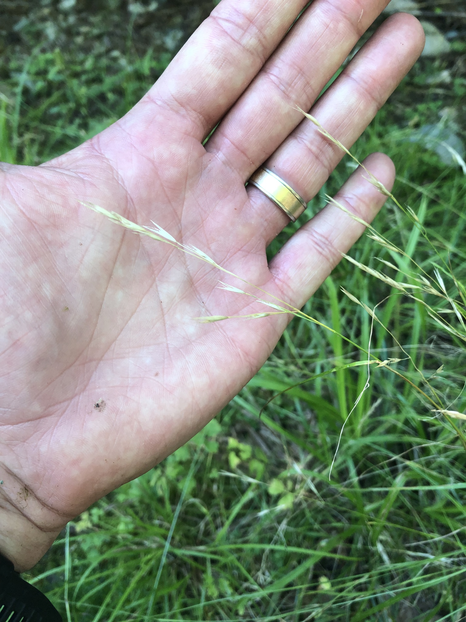 Danthonia compressa Austin