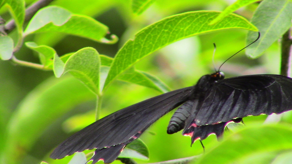 Pink-spotted Swallowtail from Tepelmeme Villa de Morelos, Oax., México ...