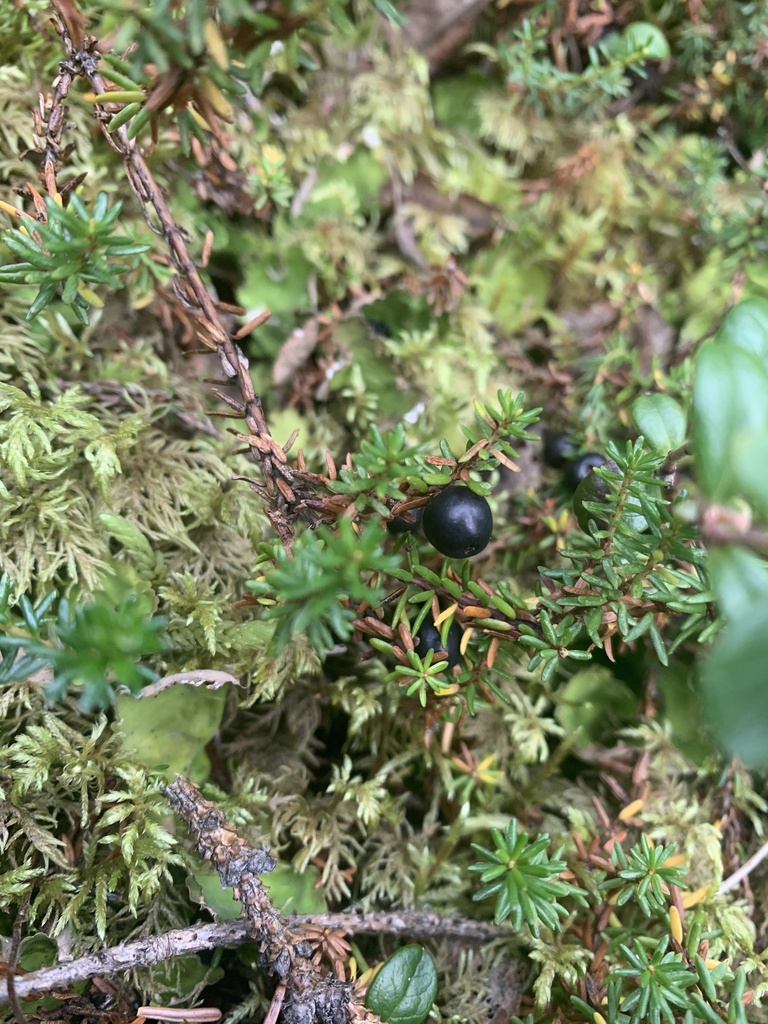 black crowberry from Denali National Park & Preserve, McKinley Park, AK ...