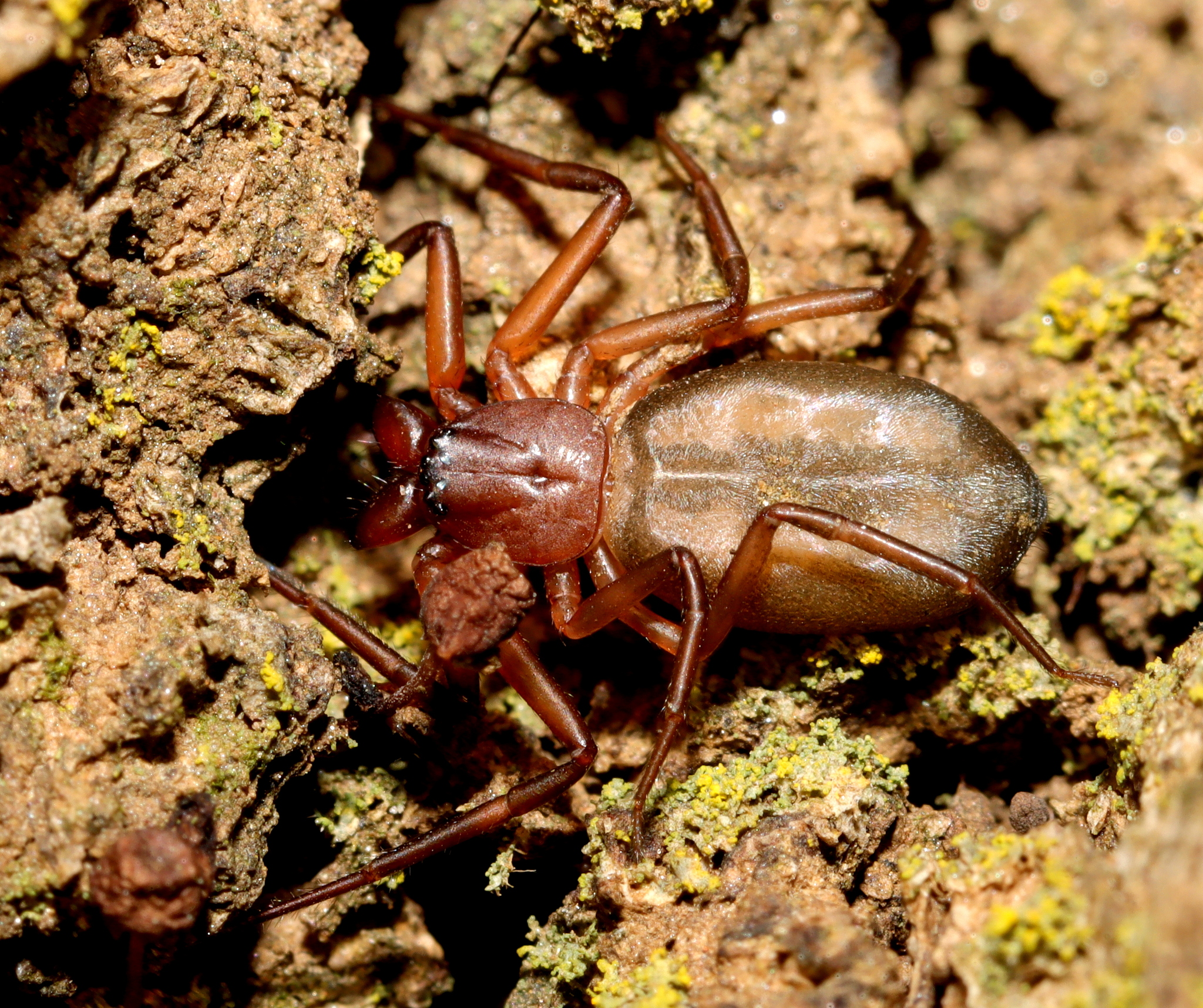 Scorpion Spider South Africa