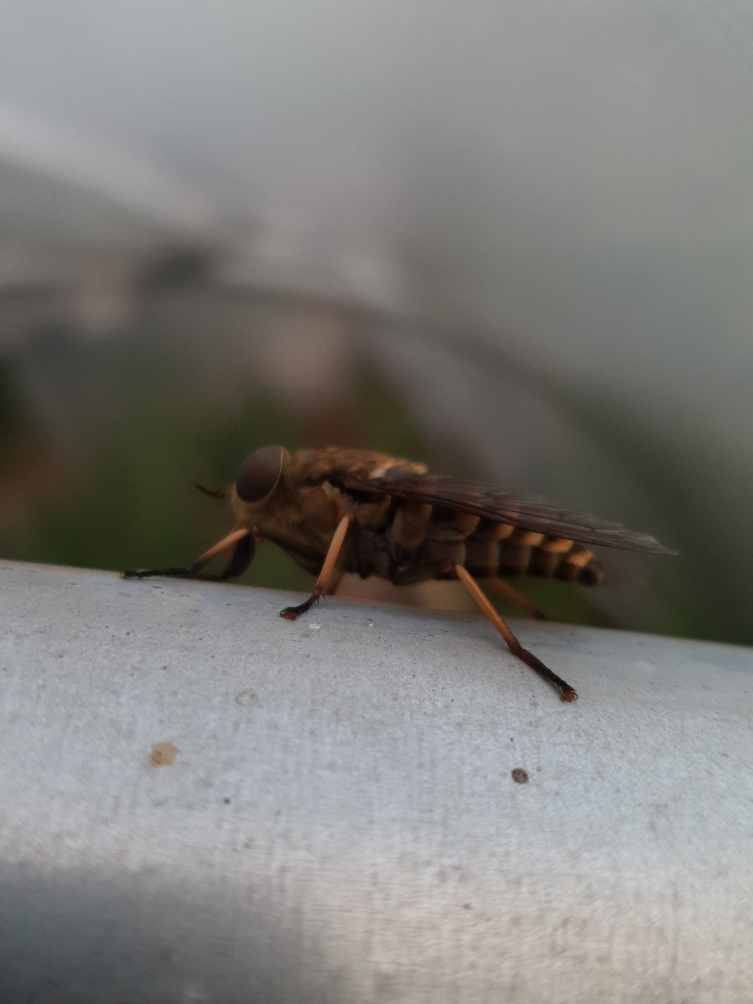 Tabanus bovinus Linnaeus, 1758