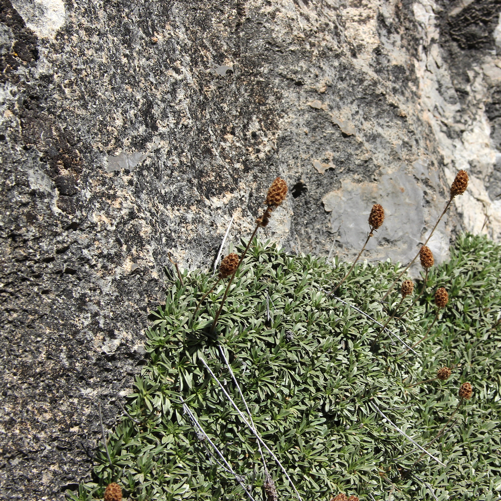mat rock spiraea from Millard County, UT, USA on May 14, 2022 at 10:14 ...
