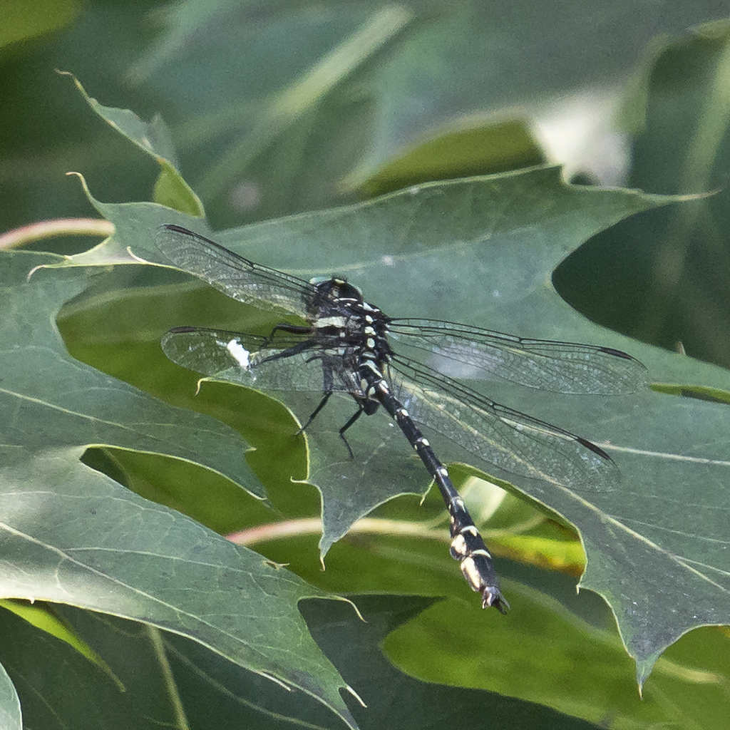 Arrow Clubtail from Miller's River, Athol, MA on August 20, 2022 at 01: ...