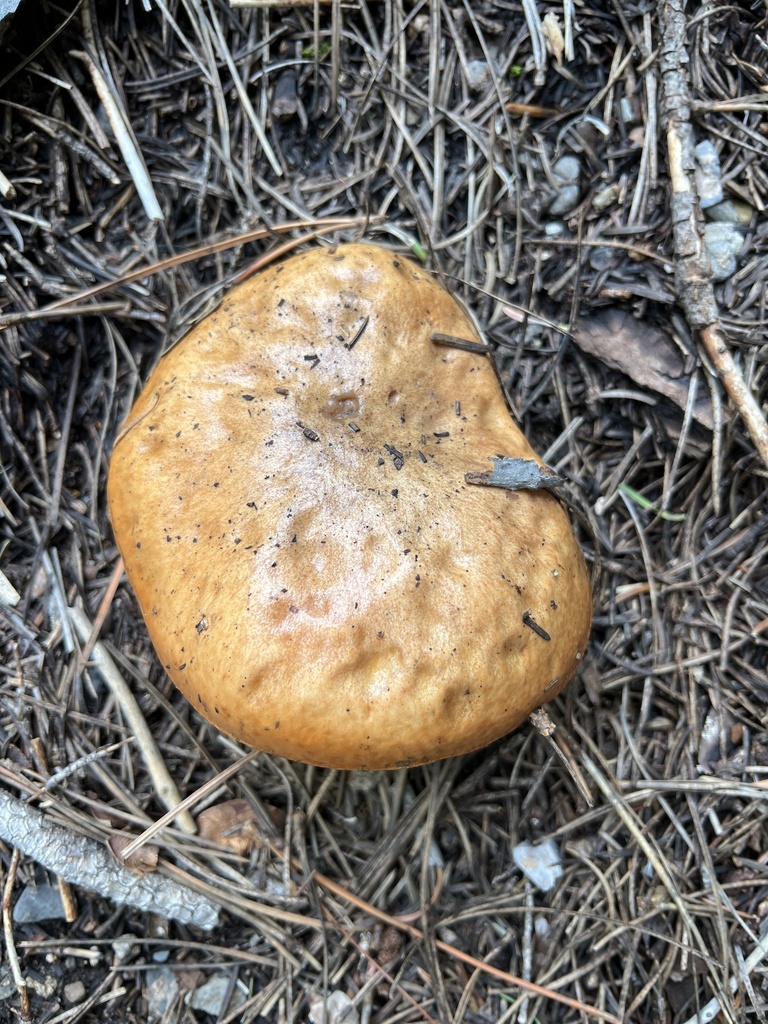 Slippery Jacks from Clark County, US-NV, US on August 22, 2022 at 09:26 ...