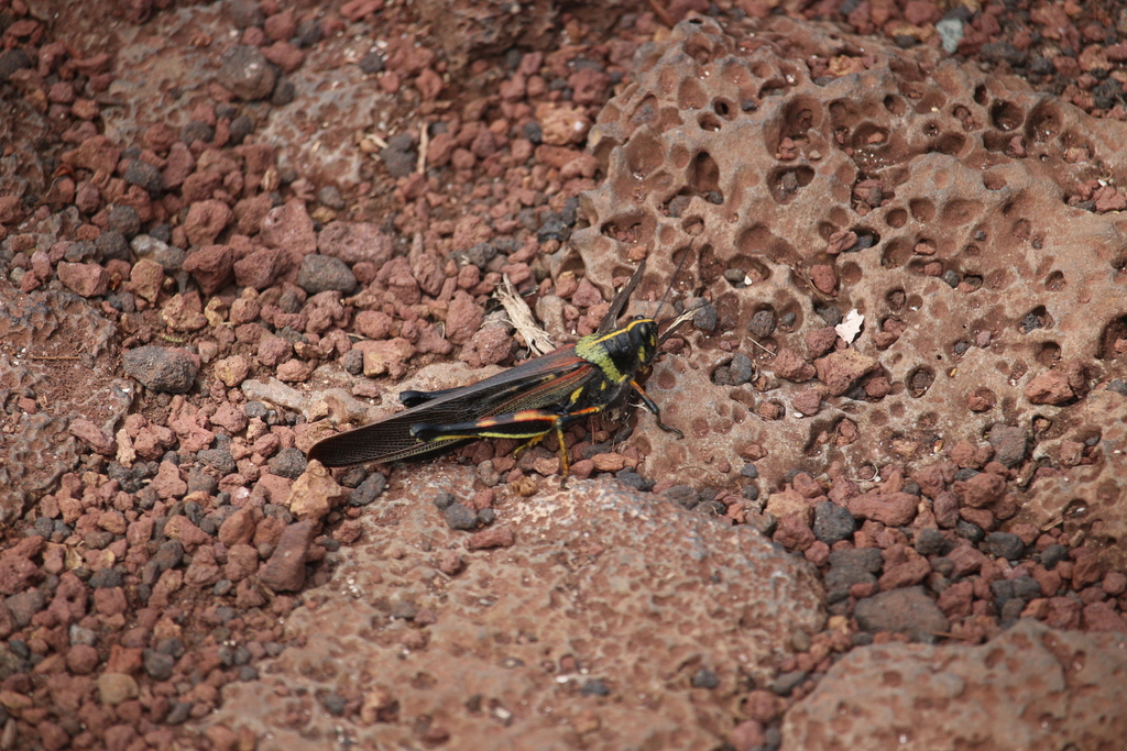 Large Painted Locust from Puerto Ayora, Ecuador on August 17, 2022 at ...
