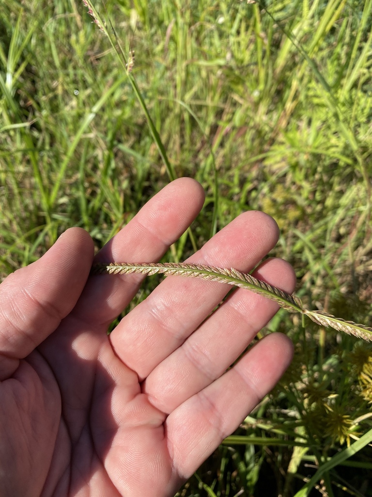 Goose Grass in August 2022 by abelkinser · iNaturalist
