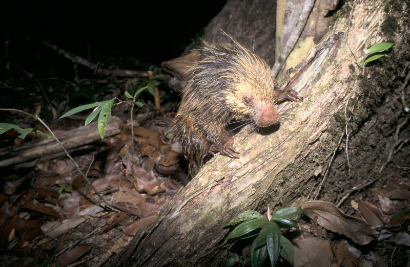 Black-tailed Hairy Dwarf Porcupine (Coendou melanurus) - Know Your Mammals