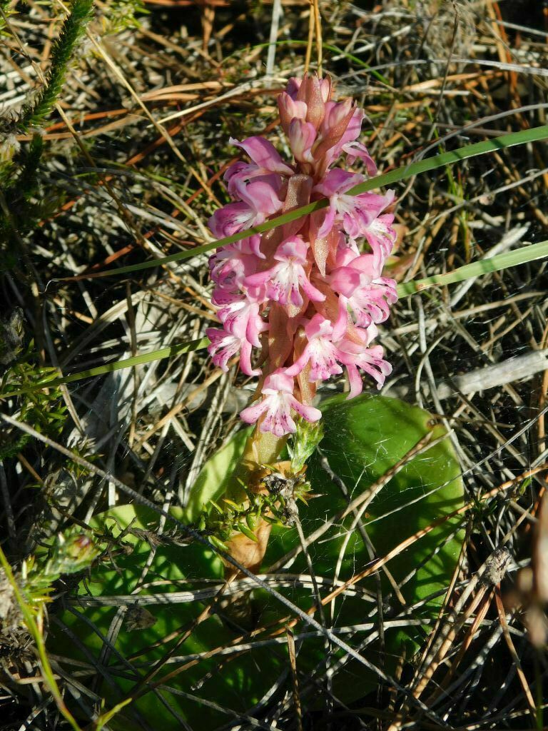 Small Pink Satyre from Genadendal Bakenskop, 7234, South Africa on ...