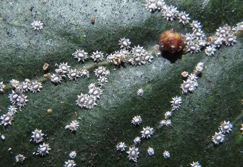 Japanese Wax Scale (Ceroplastes japonicus) · iNaturalist