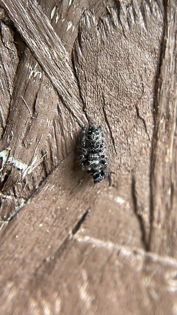 Boreal Tufted Jumping Spider from 20th Sideroad, Thunder Bay, ON, CA on ...