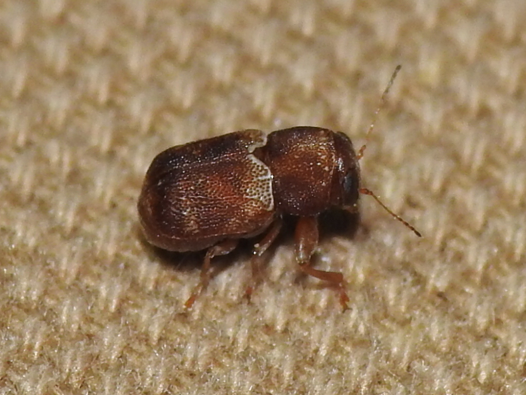 Scriptured Leaf Beetles from Somervell County, TX, USA on August 20 ...