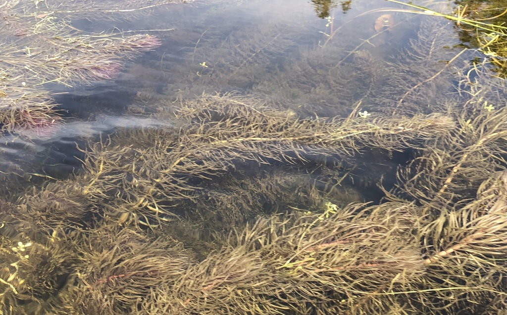 Common Mare's Tail from Waugh River, Inkerman, NB, CA on August 22 ...