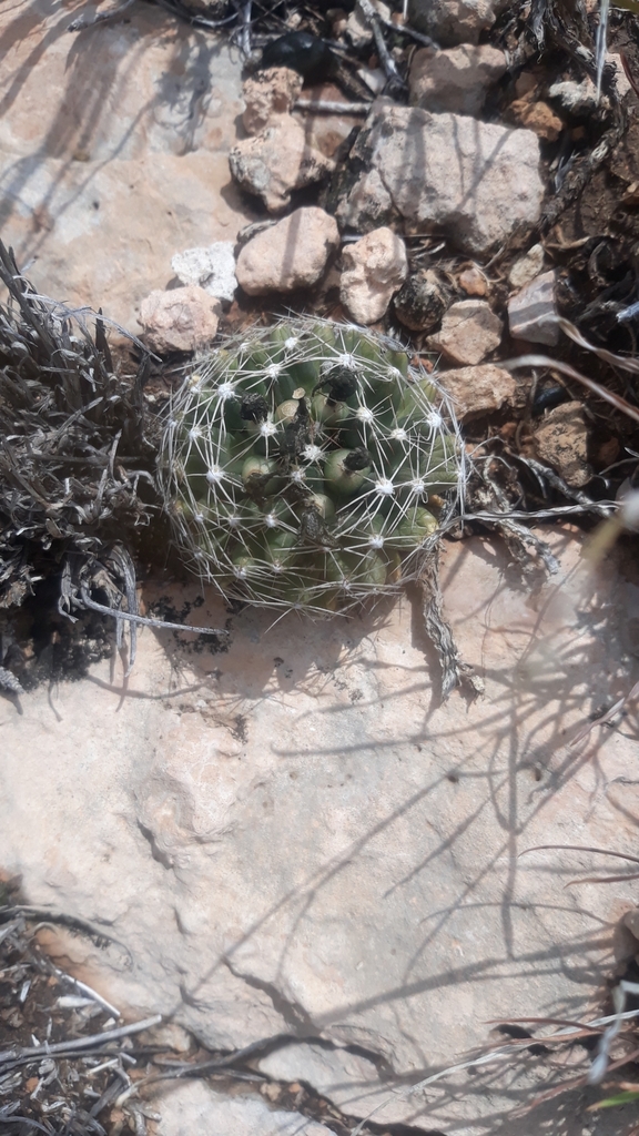 Missouri Foxtail Cactus from Amarillo, TX 79106, USA on August 22, 2022 ...