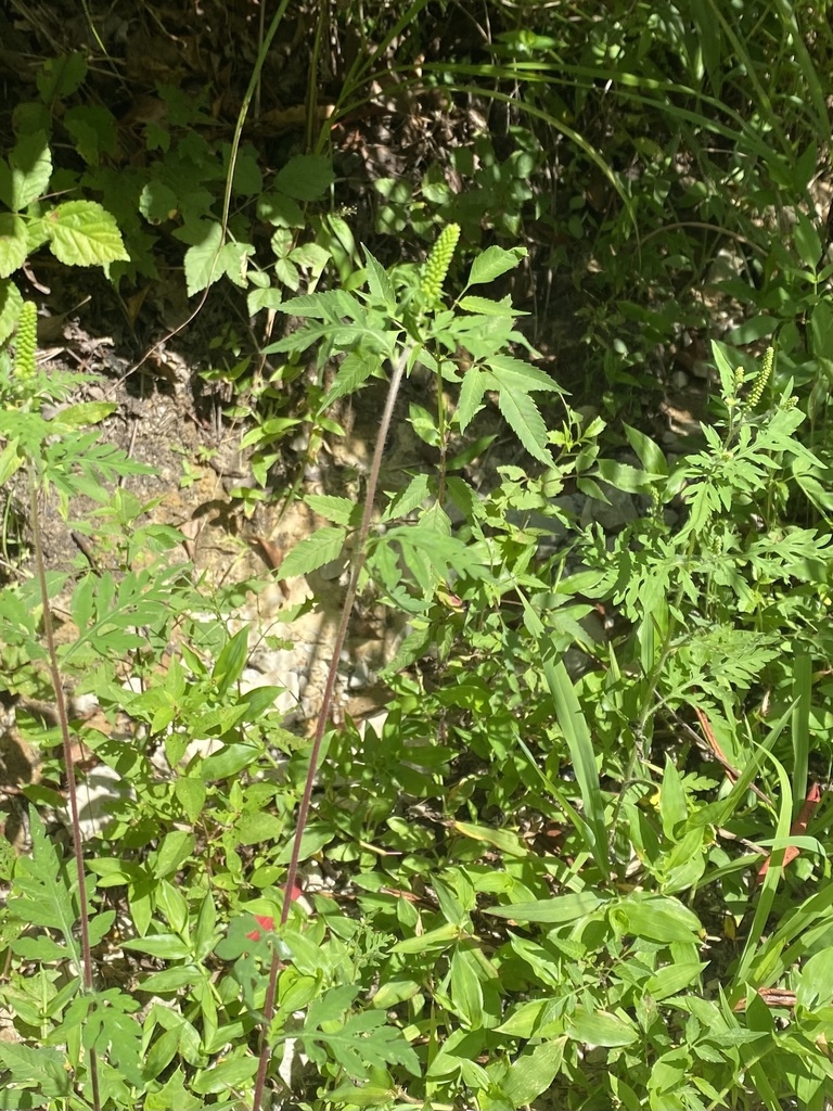 common ragweed from Daniel Boone National Forest, Pine Ridge, KY, US on ...