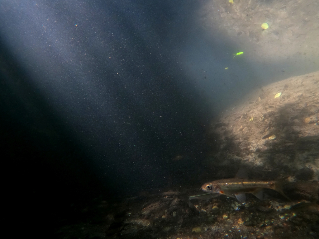 Italian riffle dace from 28043 Bellinzago novarese NO, Italia on August ...