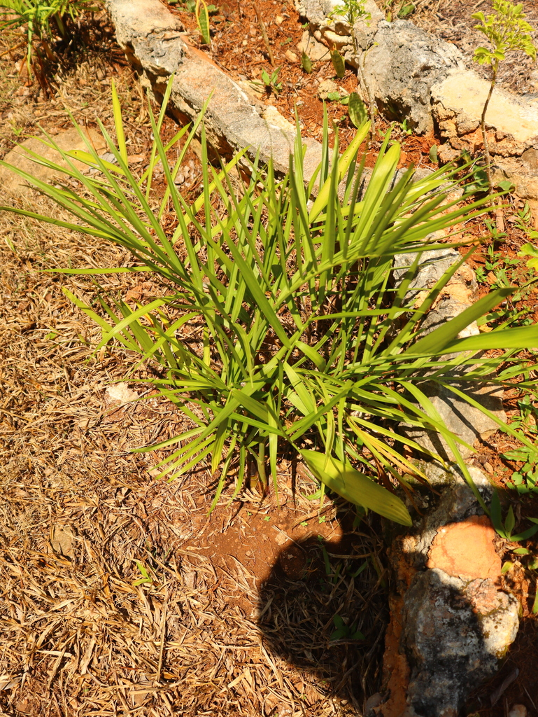 Reed Palm from Homún, Yuc., México on August 20, 2022 at 01:51 PM by ...