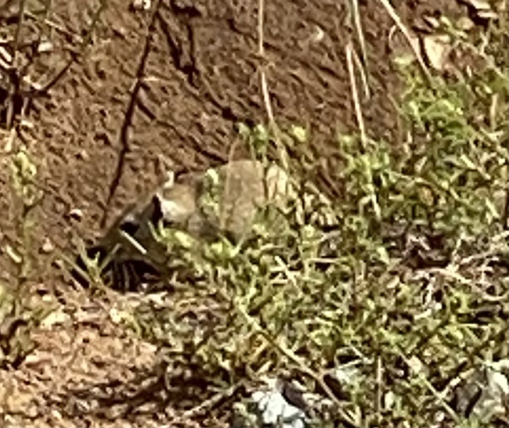Mongolian Hamster (Allocricetulus curtatus) - Know Your Mammals