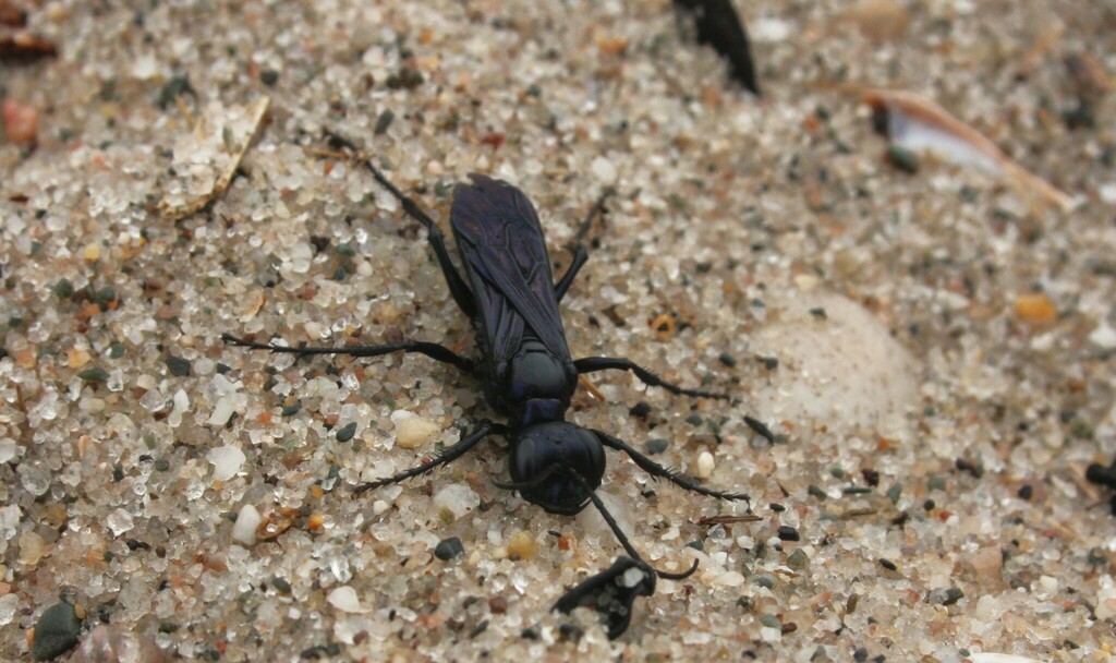 Steel-blue Cricket-hunter Wasp from Suffolk County, NY, USA on August ...