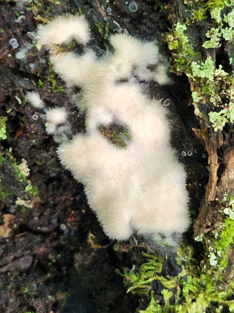 Fungi Including Lichens from Patoka Lake, Indiana, USA on August 09 ...