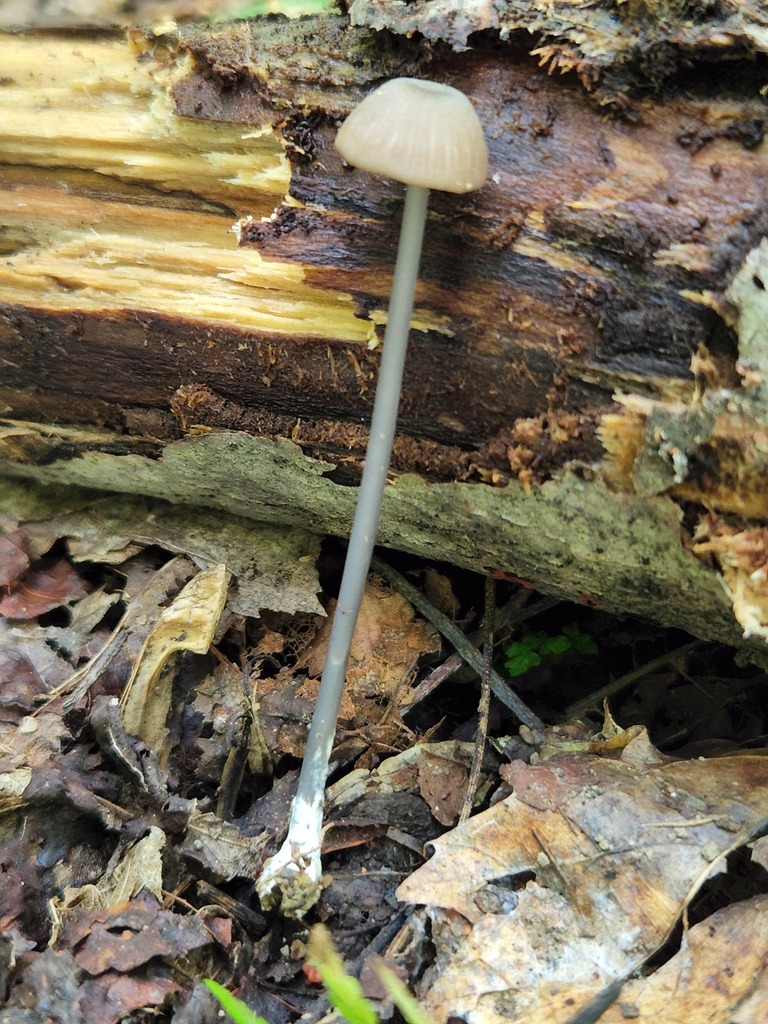 Leptonia from Patoka Lake, Indiana, USA on August 09, 2022 at 06:50 PM ...