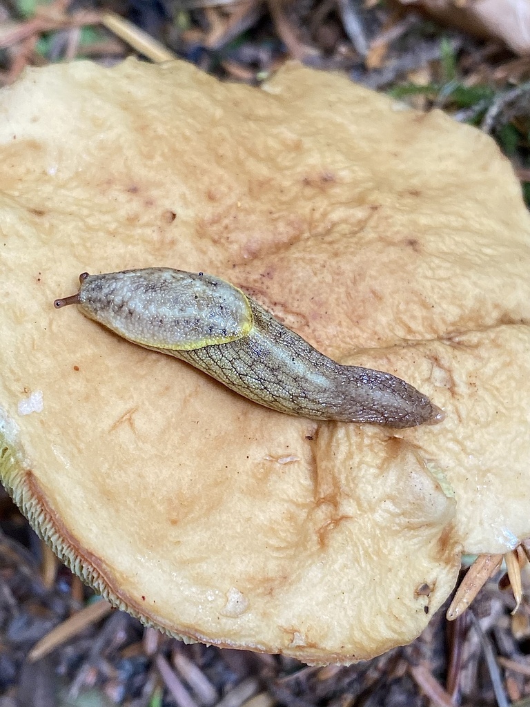 Yellow-bordered Taildropper from SR-109, Pacific Beach, WA, US on ...