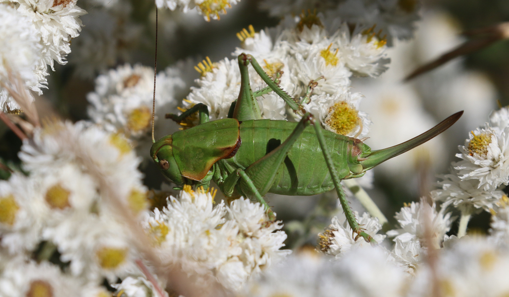 Anabrus from Spokane County, WA, USA on August 14, 2022 at 02:25 PM by ...