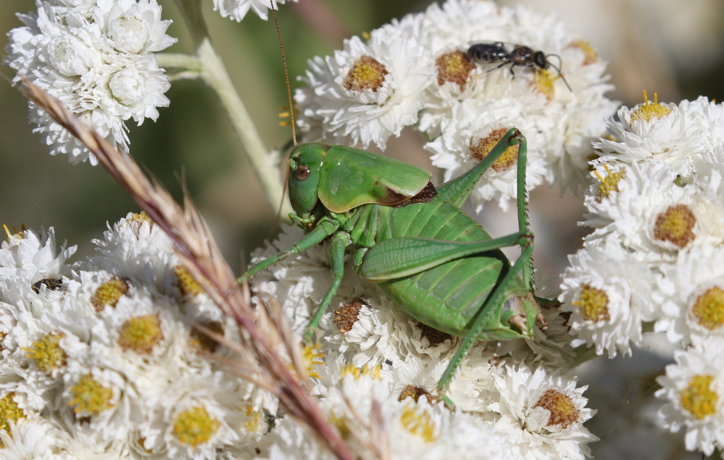 Spokan Anabrus from Spokane County, WA, USA on August 14, 2022 at 02:25 ...