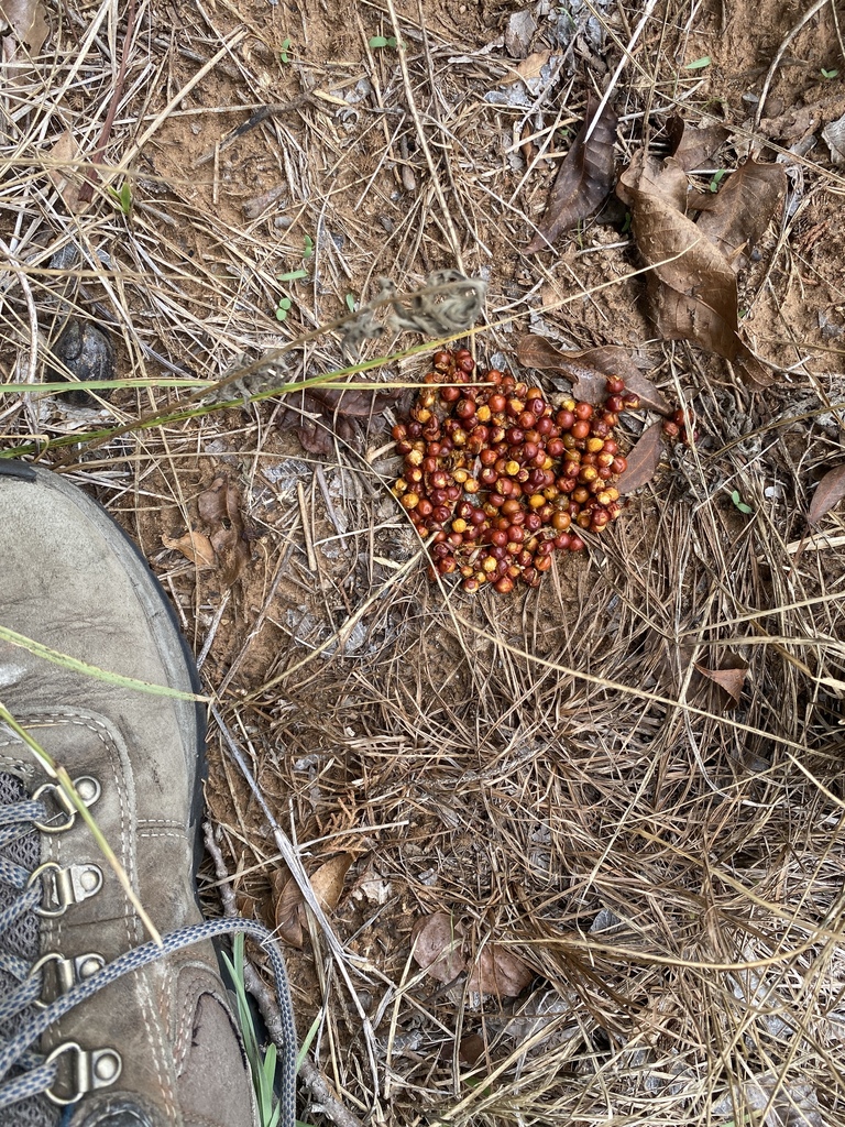 Mammals from Dinosaur Valley State Park, Somervell, Texas, United ...