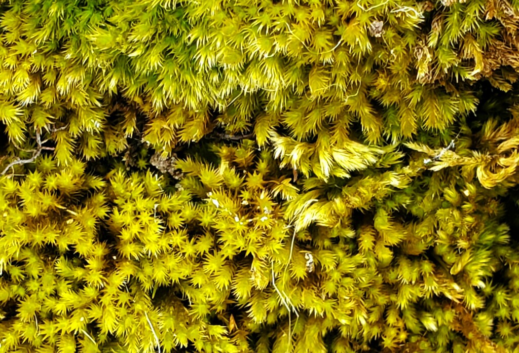 Silky Wall Feather-moss from Northumberland, UK on August 22, 2022 at ...