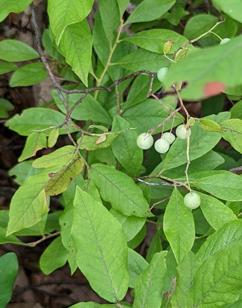 deerberry from Hampshire, West Virginia, United States on August 14 ...