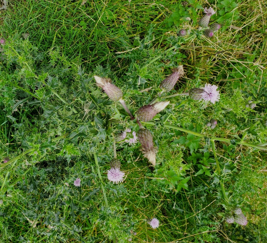 creeping thistle from Northumberland, UK on August 22, 2022 at 01:06 PM ...