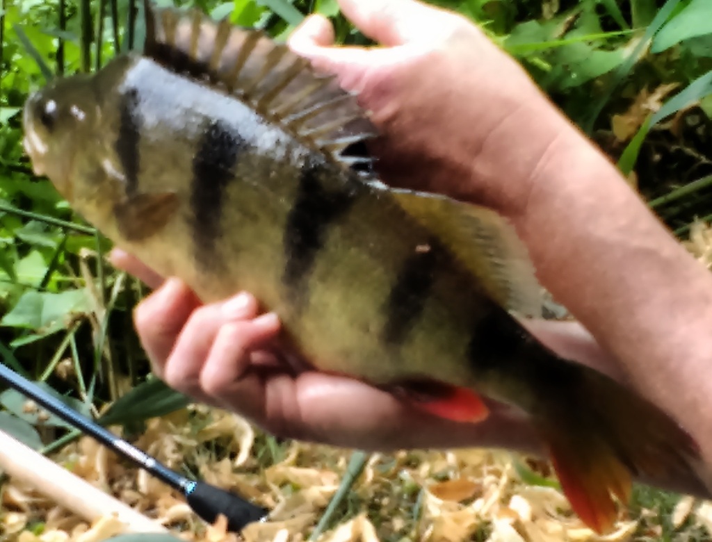 European Perch from Canterbury, UK on July 22, 2022 at 04:48 PM by Y ...